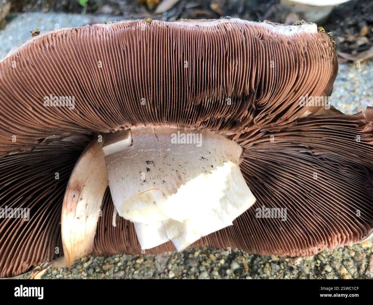 Pavement Mushroom (Agaricus bitorquis), Fungi, Charles St, Cambridge ...