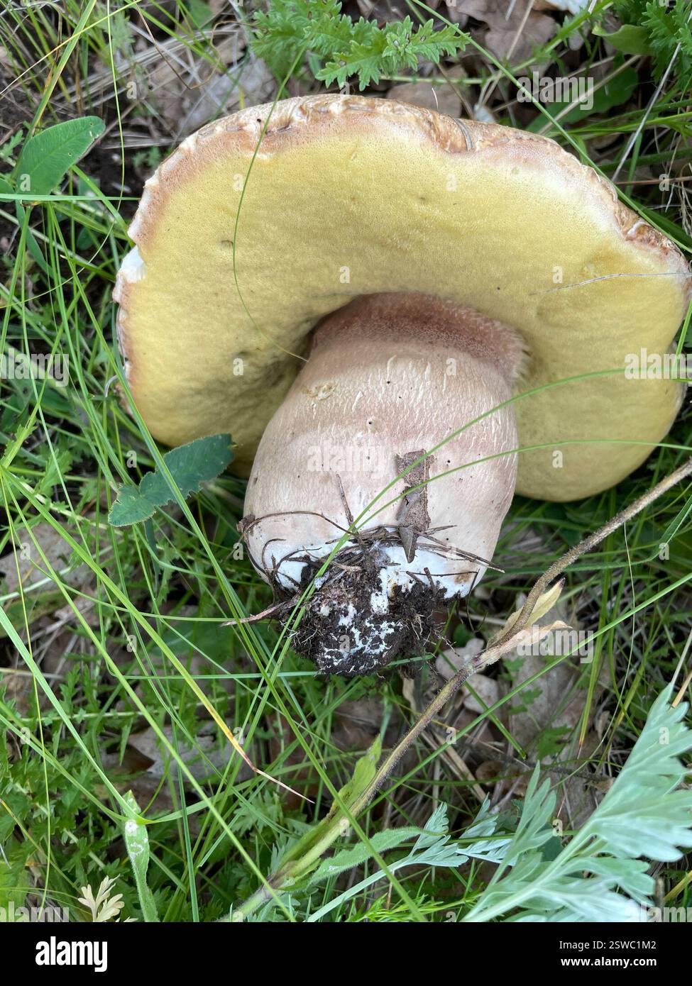Summer Bolete (Boletus reticulatus), Fungi, Лямбирский р-н, Респ ...