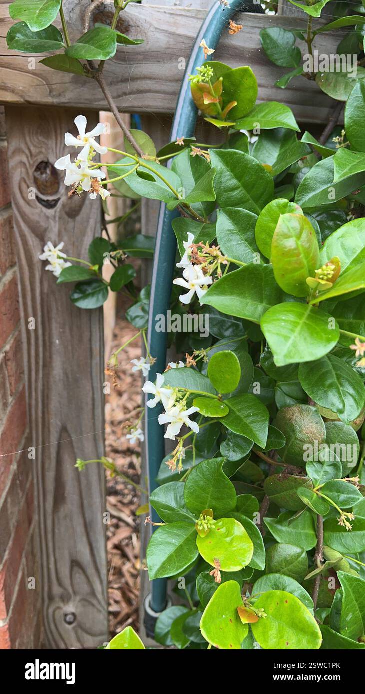 Star jasmine (Trachelospermum jasminoides), Plantae, Mint Hill Stock ...