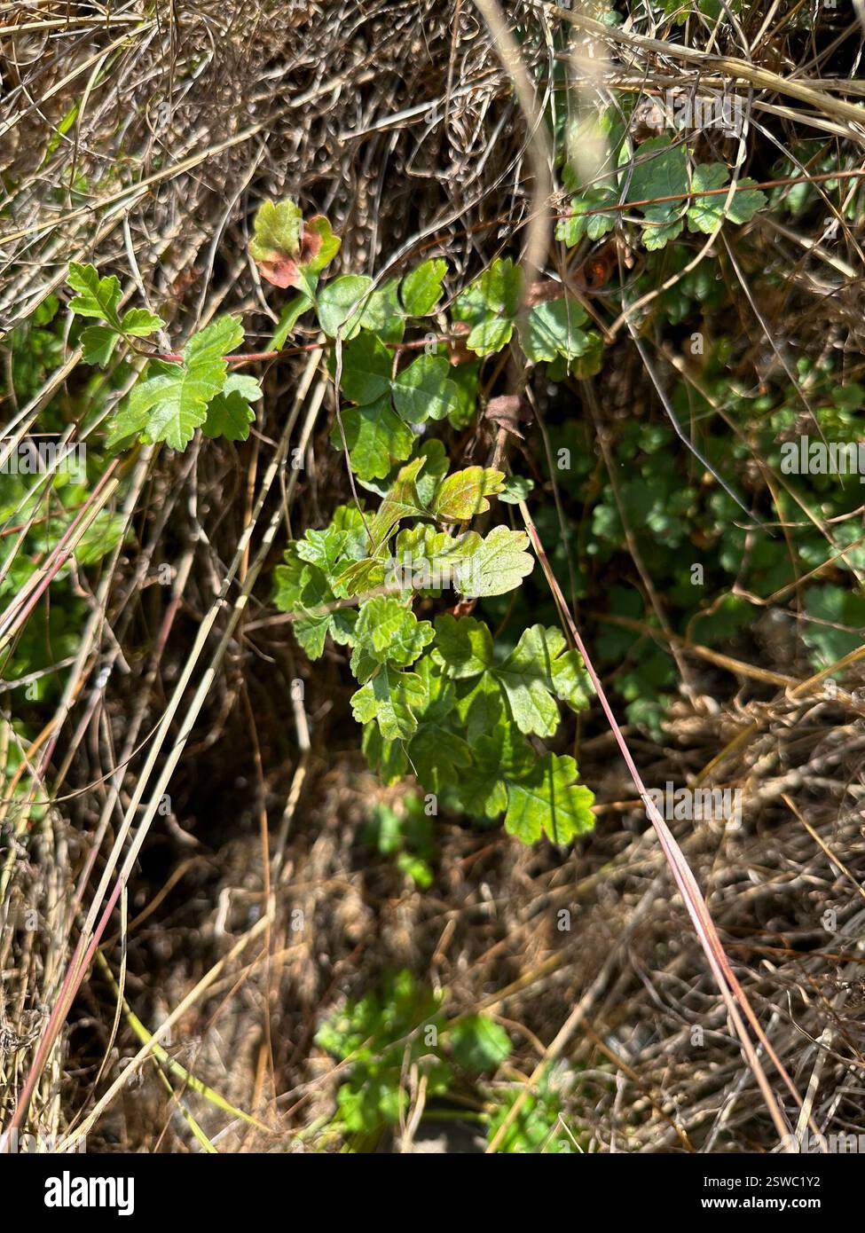 fragrant sumac (Rhus aromatica), Plantae, Bel Air, Los Angeles, CA, USA ...