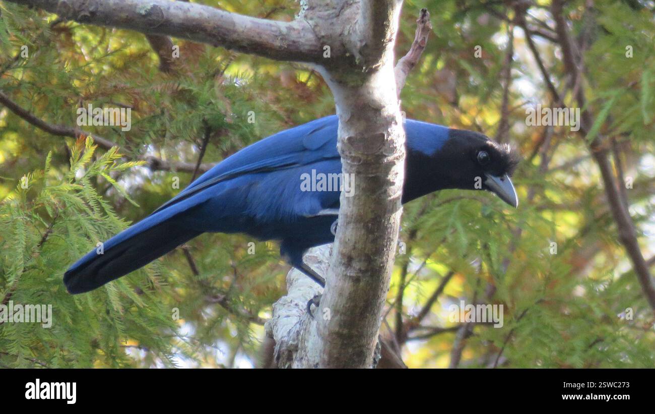 Azure Jay (Cyanocorax caeruleus), Aves, Santa Catarina, BR Stock Photo ...