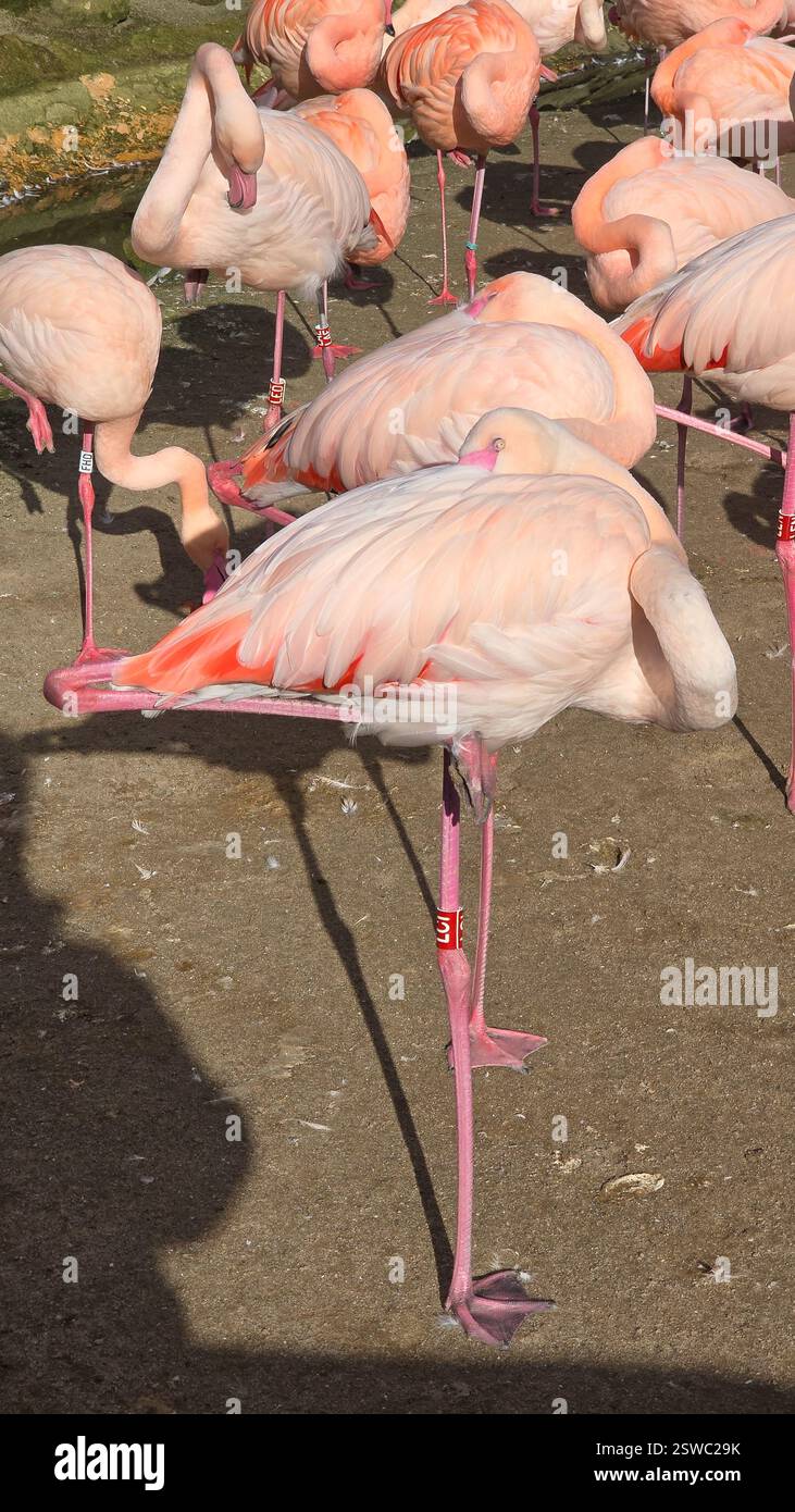 Flamingos rest on one leg, showcasing vibrant colors and elegance in a tranquil, stunningly ...
