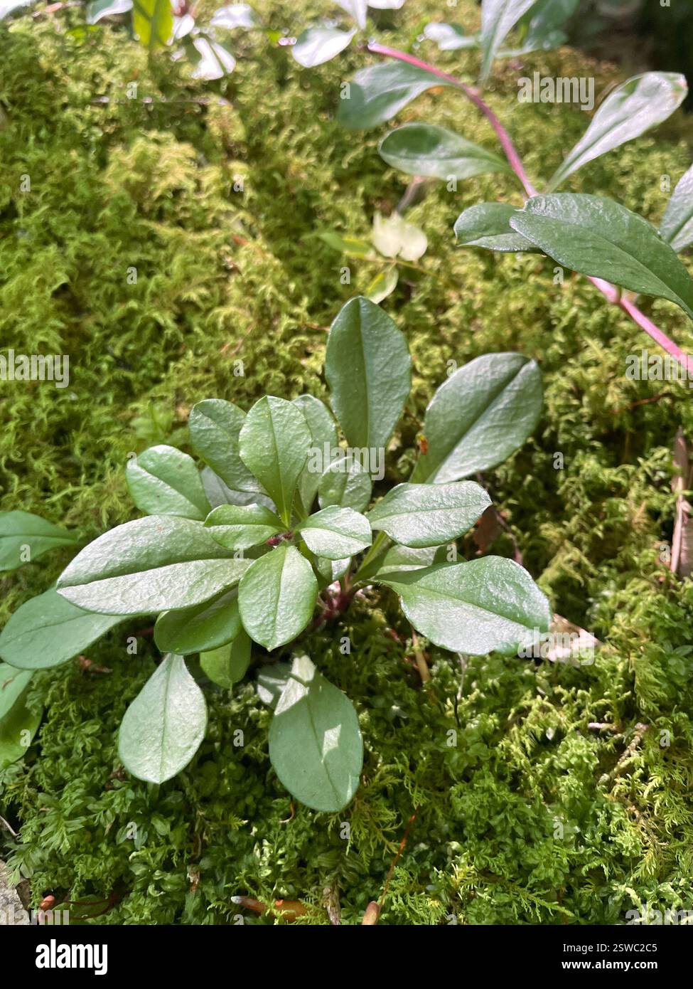 creeping phlox (Phlox stolonifera), Plantae, North Carolina, US Stock ...