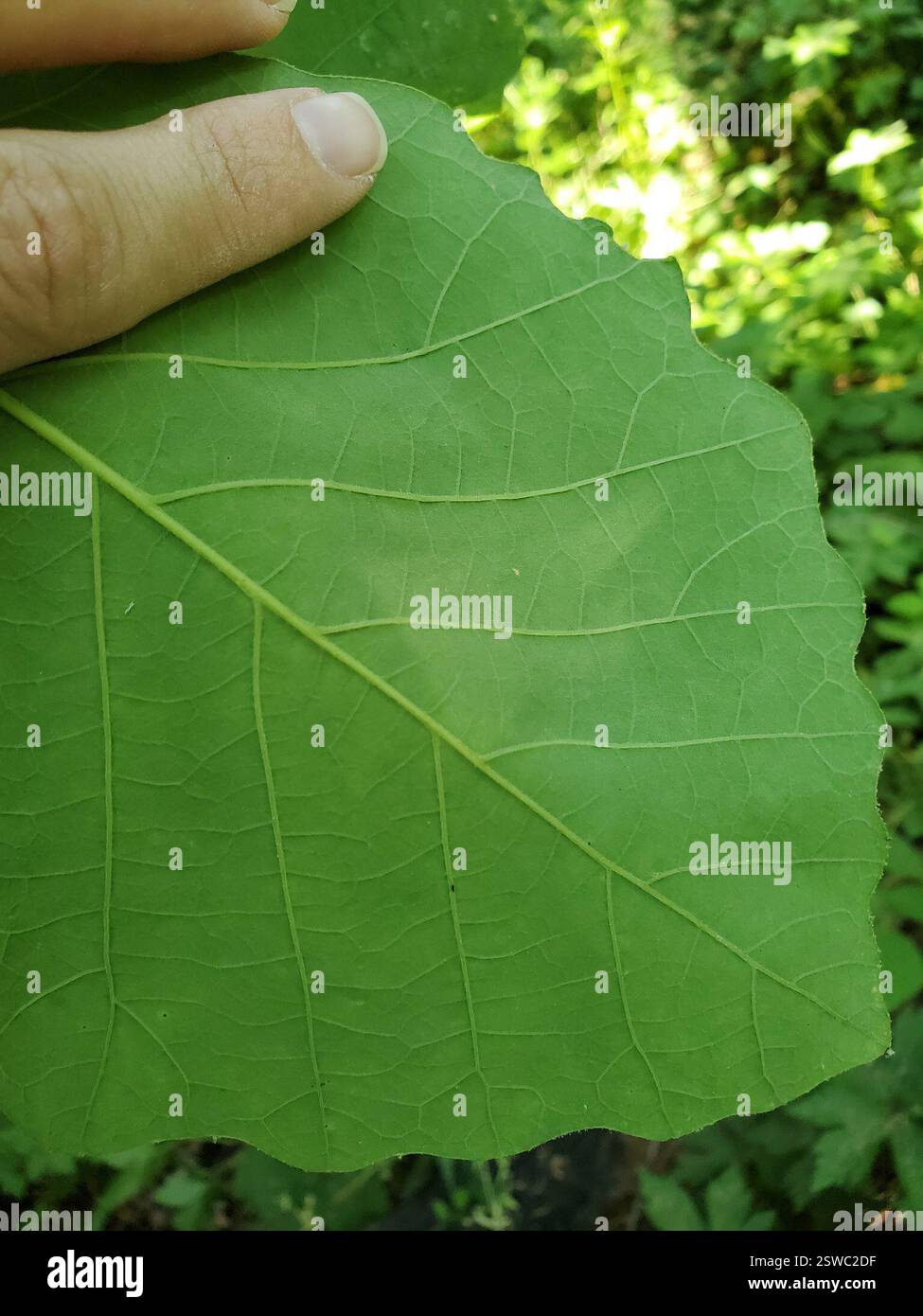 Bebb's Oak (Quercus × bebbiana), Plantae, Wisconsin, US, At the time we ...