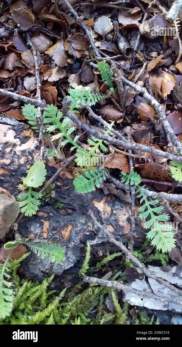 Leptinella (Leptinella squalida), Plantae, Motueka 7196, New Zealand ...