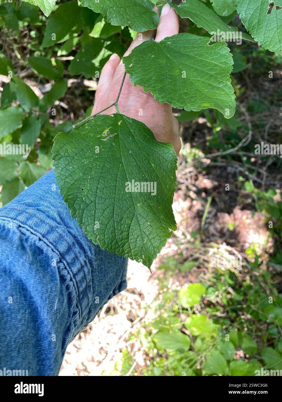 netleaf hackberry (Celtis reticulata), Plantae, Meador Grove Rd, Moody ...