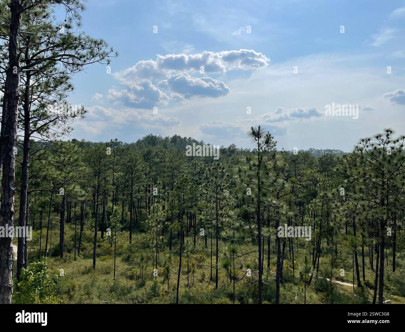 longleaf pine (Pinus palustris), Plantae, Kisatchie National Forest ...