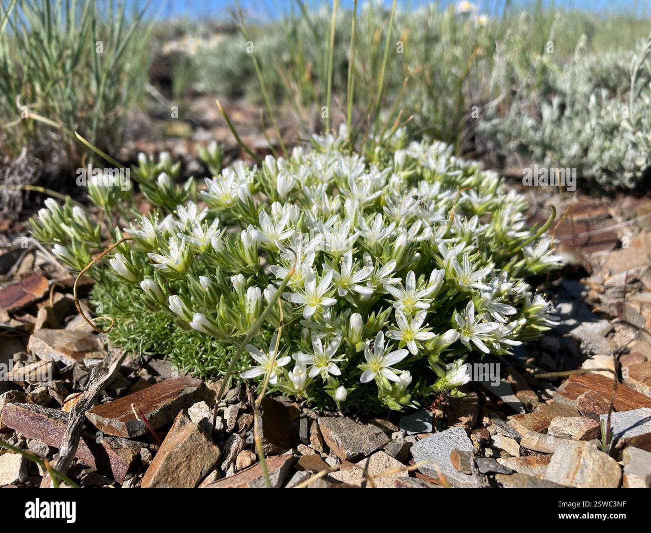 Hooker's sandwort (Eremogone hookeri), Plantae, Saratoga, WY, US Stock ...