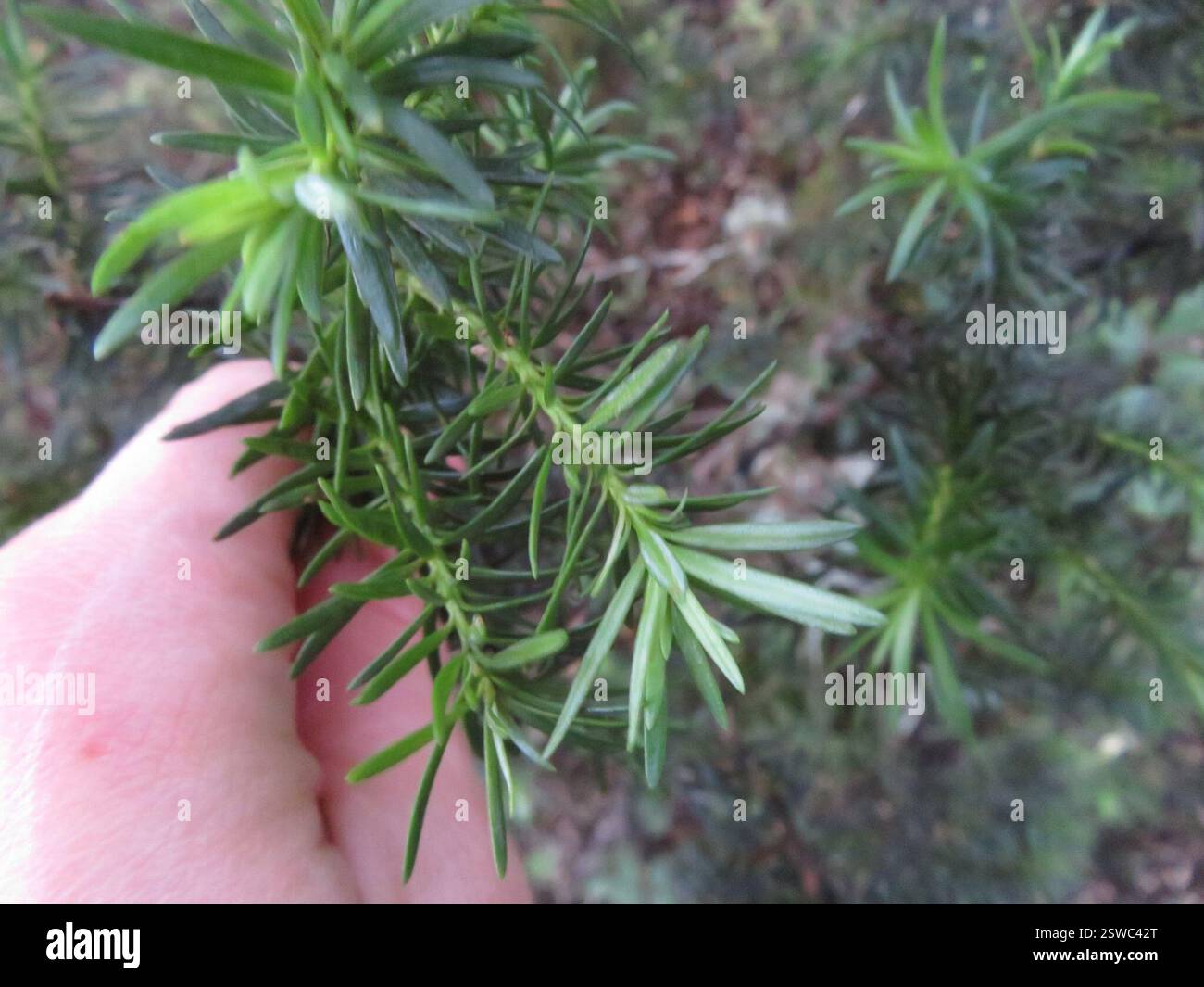 pink pine (Halocarpus biformis), Plantae, Ohakune 4691, New Zealand ...