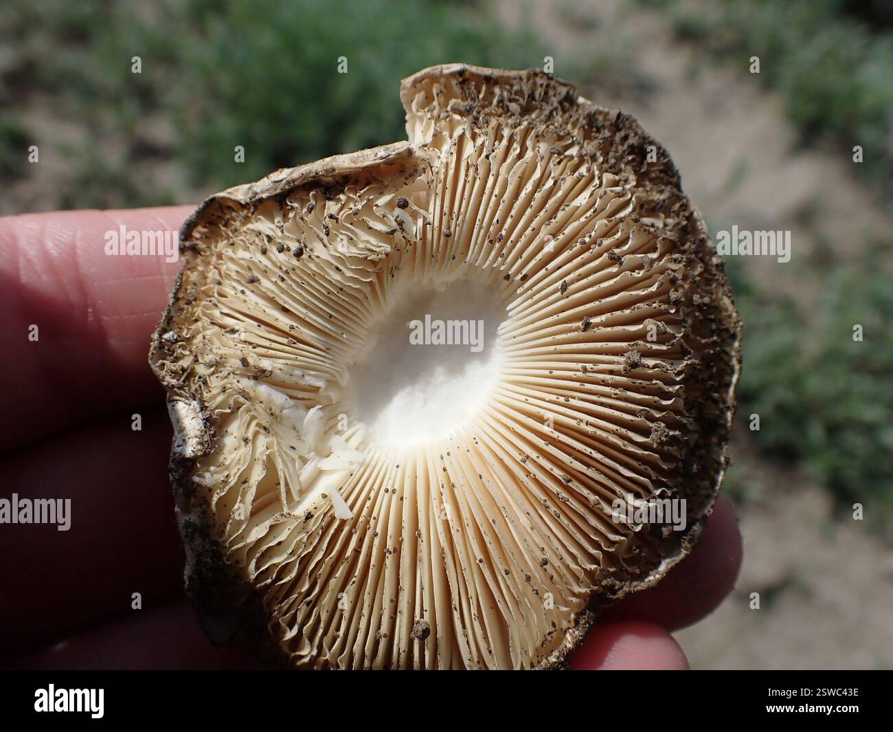 Basidiomycete Fungi (Basidiomycota), Fungi, Grasslands, Division No. 4 ...