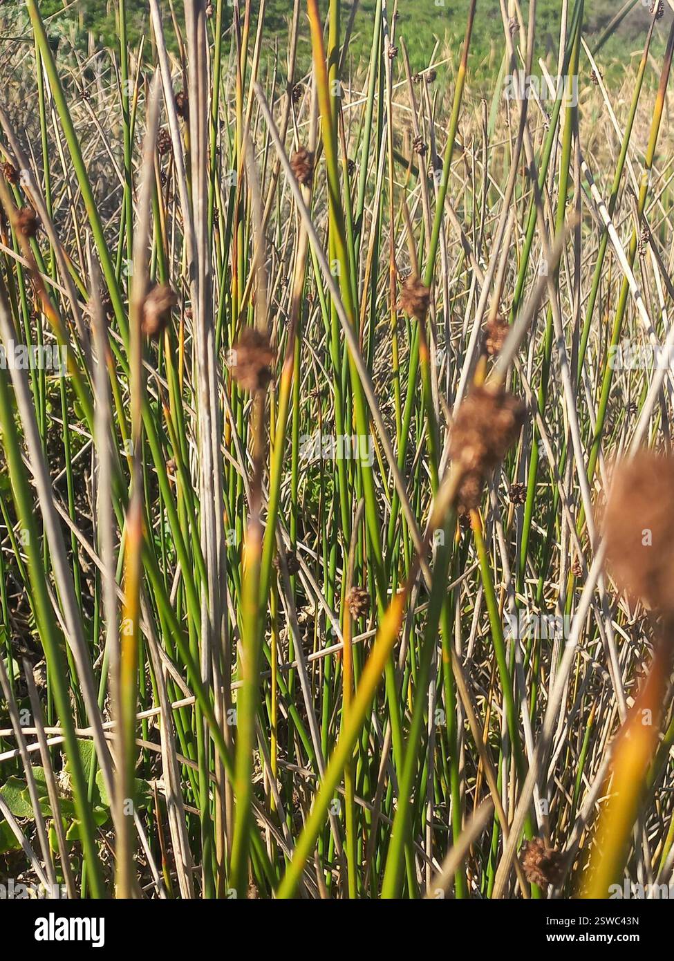 Knobby Clubrush (Ficinia nodosa), Plantae, Mitchells Plain, Cape Town ...