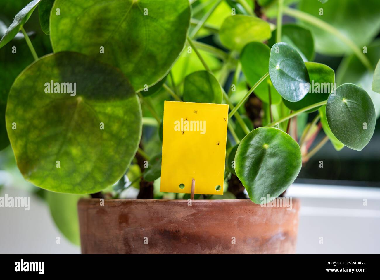 Fungus gnats captured on non-toxic sticky paper near Pilea ...