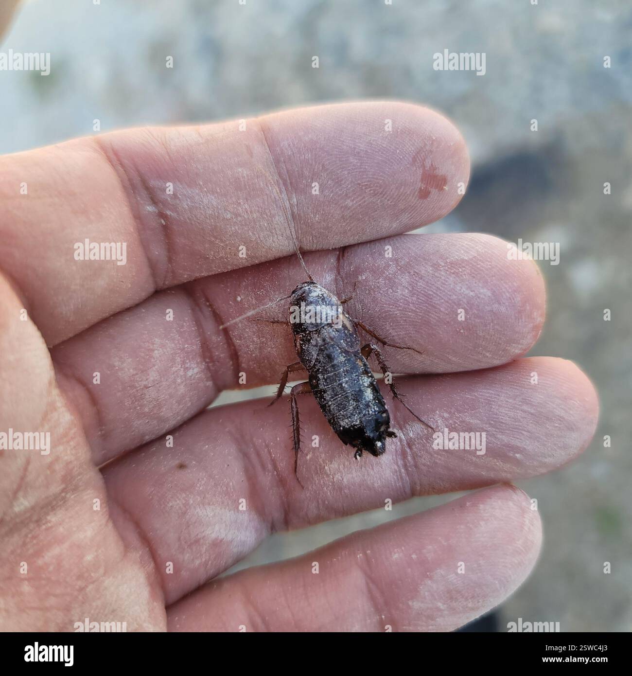 Turkestan Cockroach (Periplaneta lateralis), Insecta, Hapeville, GA ...