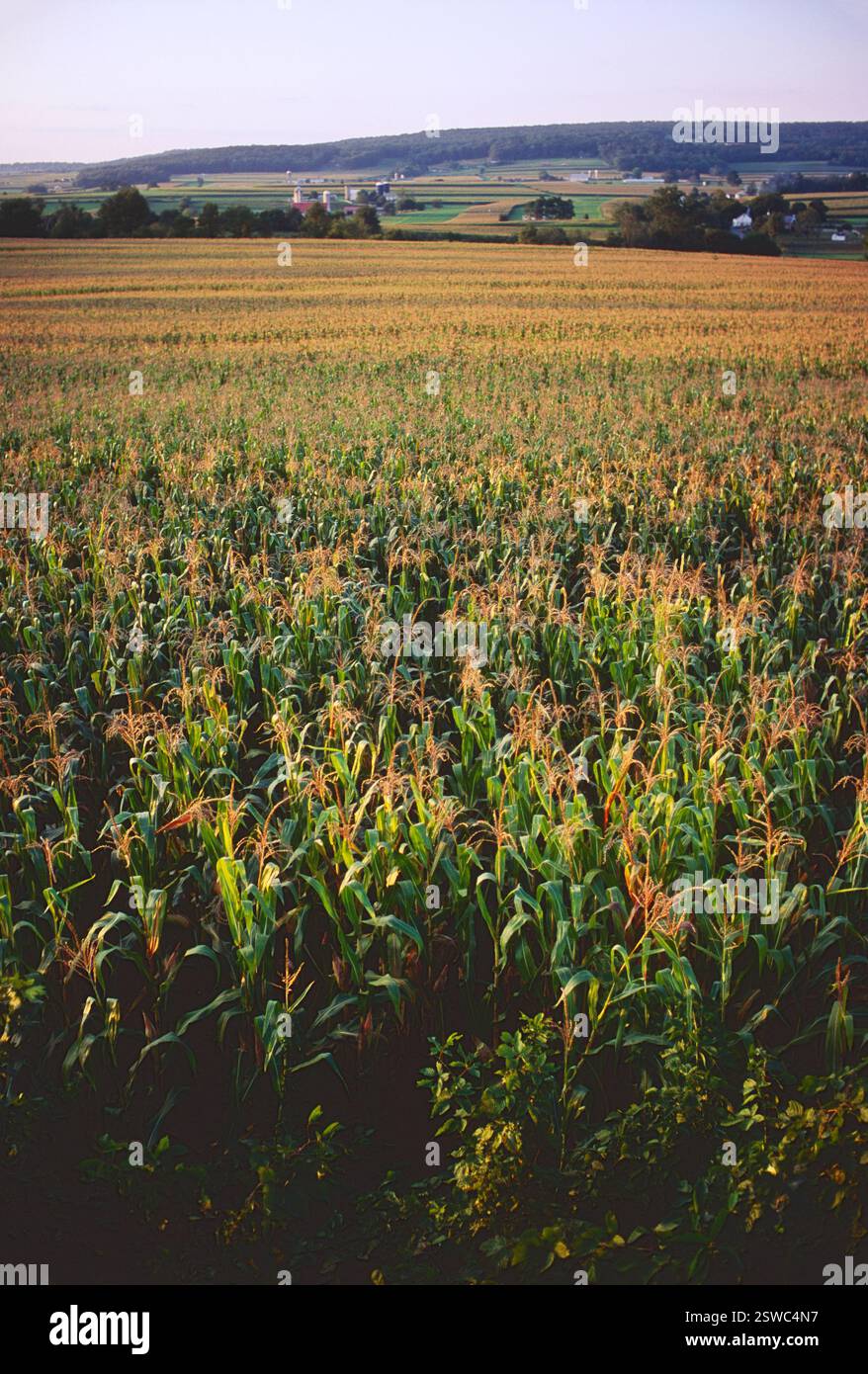 Amish farm & corn fields; Lancaster County; Pennsylvania; USA Stock ...