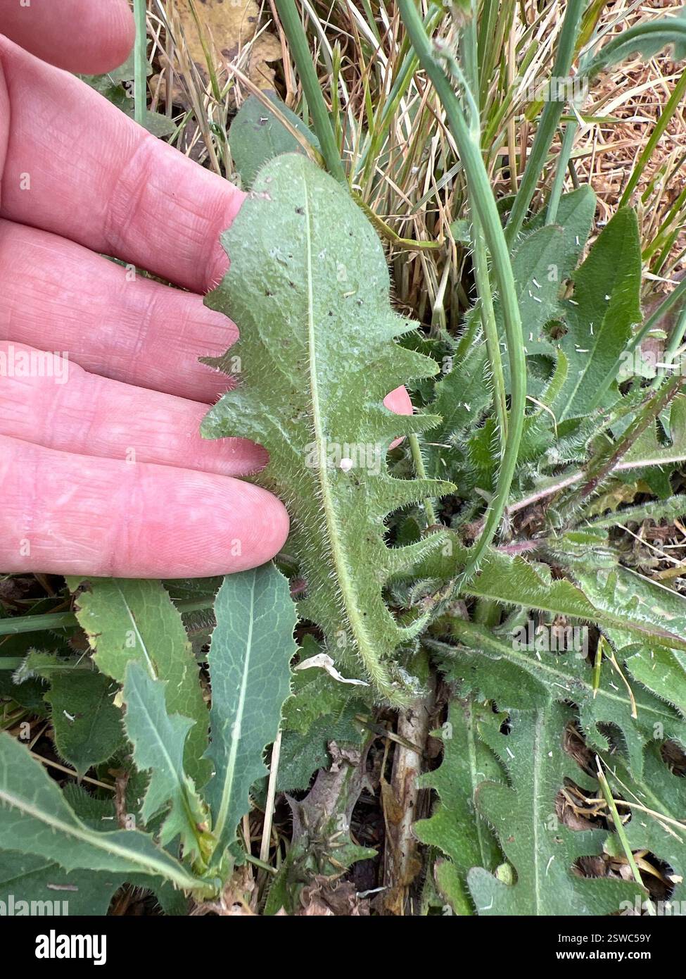 Common Cat's-ear (Hypochaeris radicata), Plantae, Second St, Burnaby ...