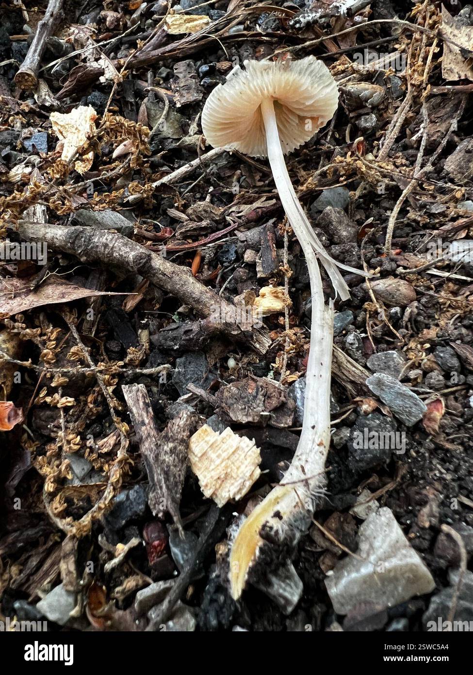 Snapping Bonnet (Mycena vitilis), Fungi, Alley Pond Park, New York, NY ...