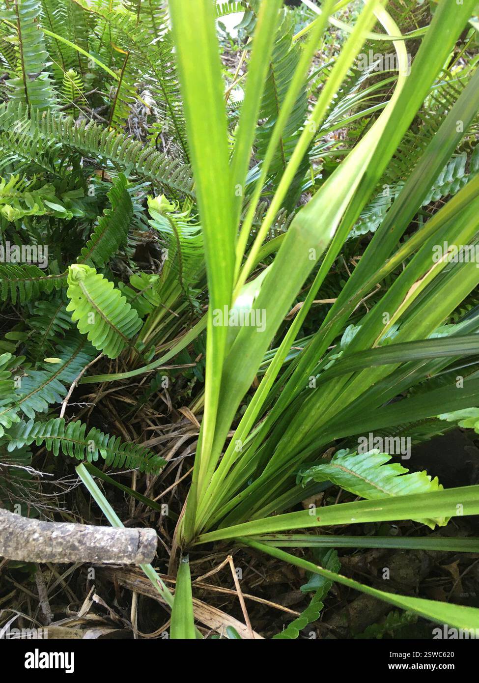 Giant cutty grass (Gahnia xanthocarpa), Plantae, Kauri Park ...