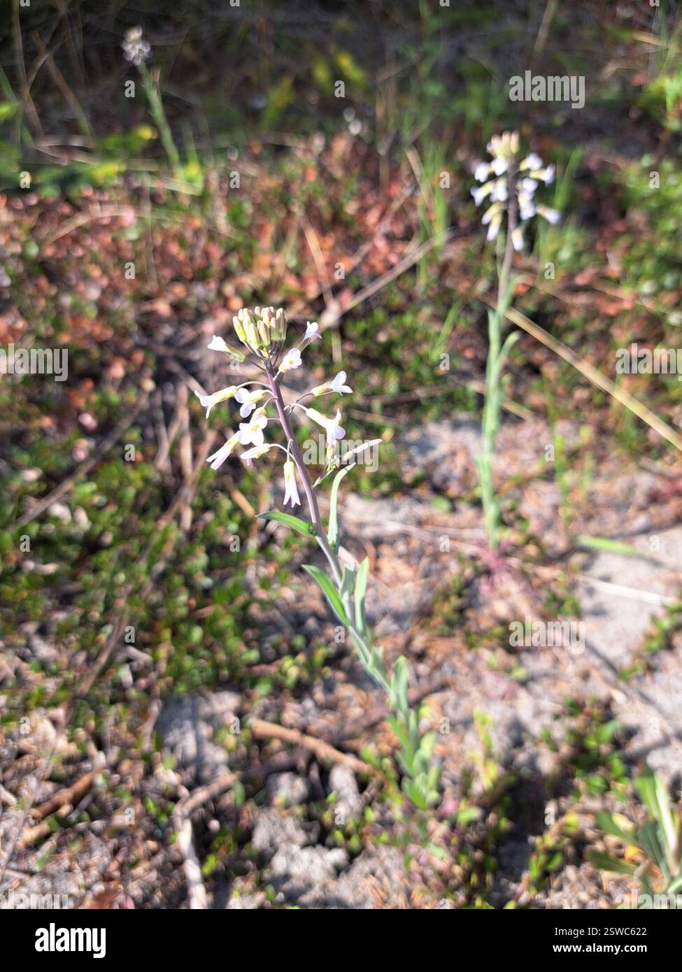 Graham's Rockcress (Boechera grahamii), Plantae, Terrace Bay, ON ...