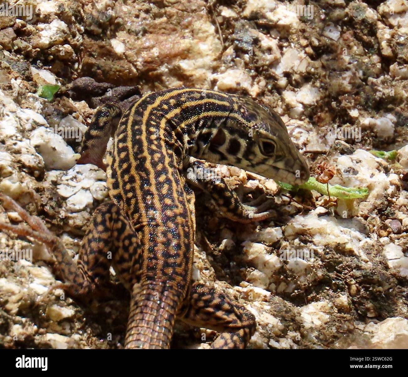 Long bodied variety hi-res stock photography and images - Alamy