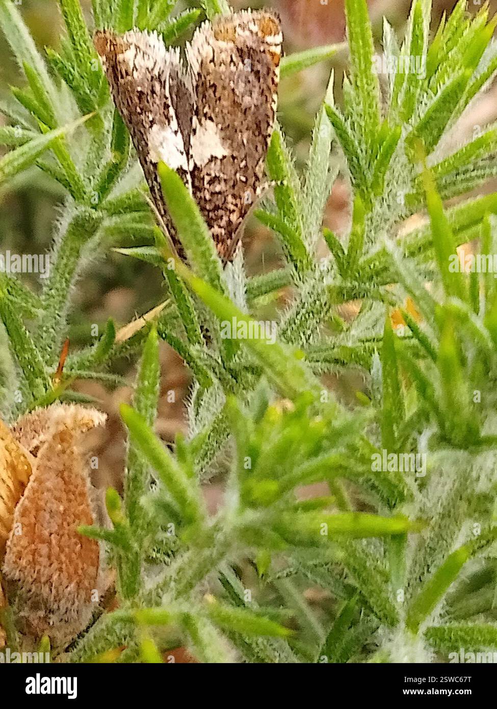 Common Drill (Dichrorampha petiverella), Insecta, Edinburgh EH13, UK ...