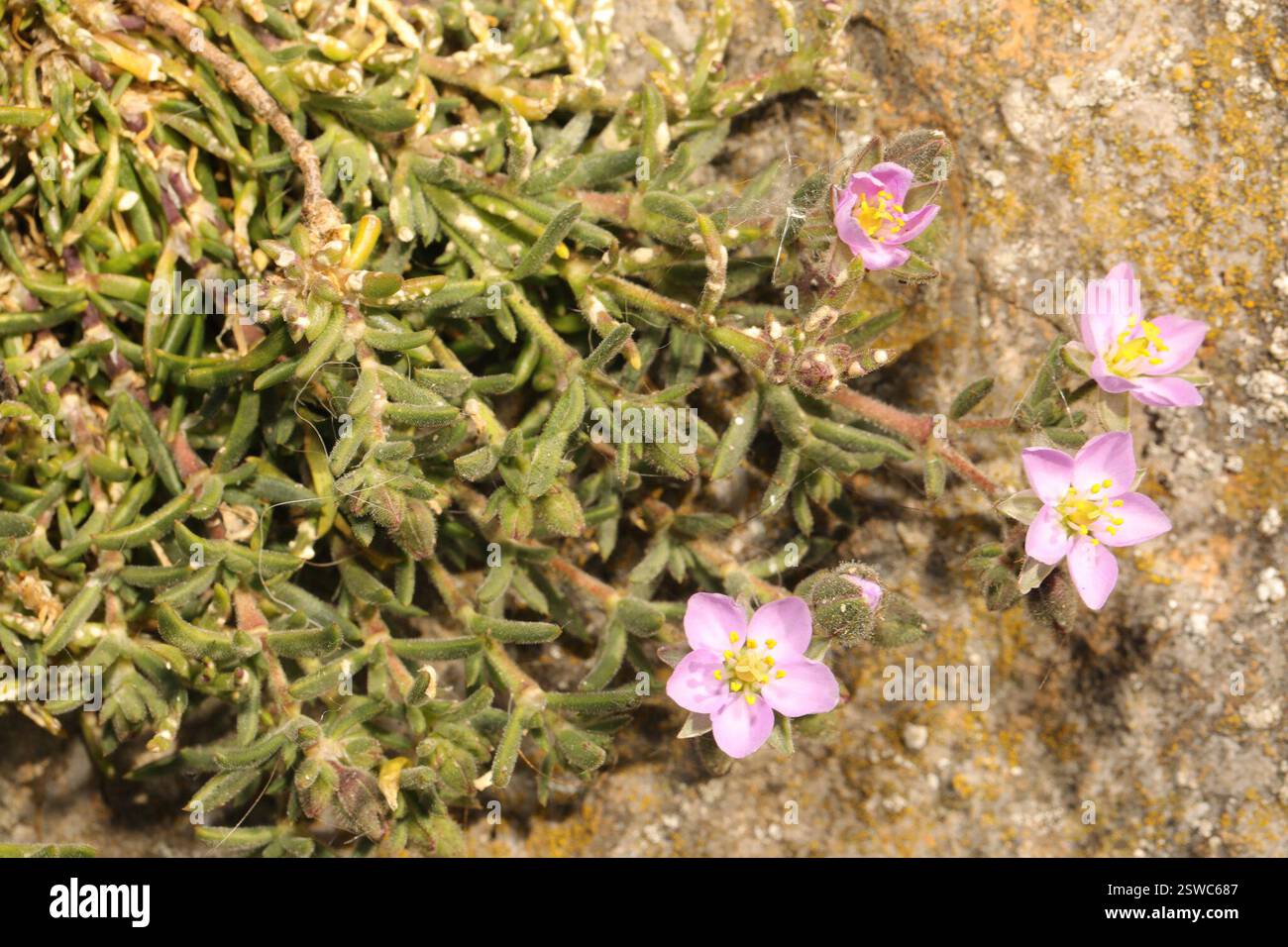Rock Sea-spurrey (Spergularia rupicola), Plantae, Beaumaris, Anglesey ...