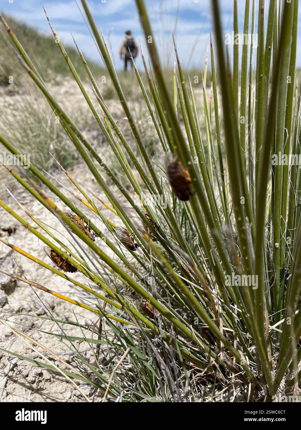 Walking Cicada (Okanagana synodica), Insecta, Estancia, NM, US, Yellow ...