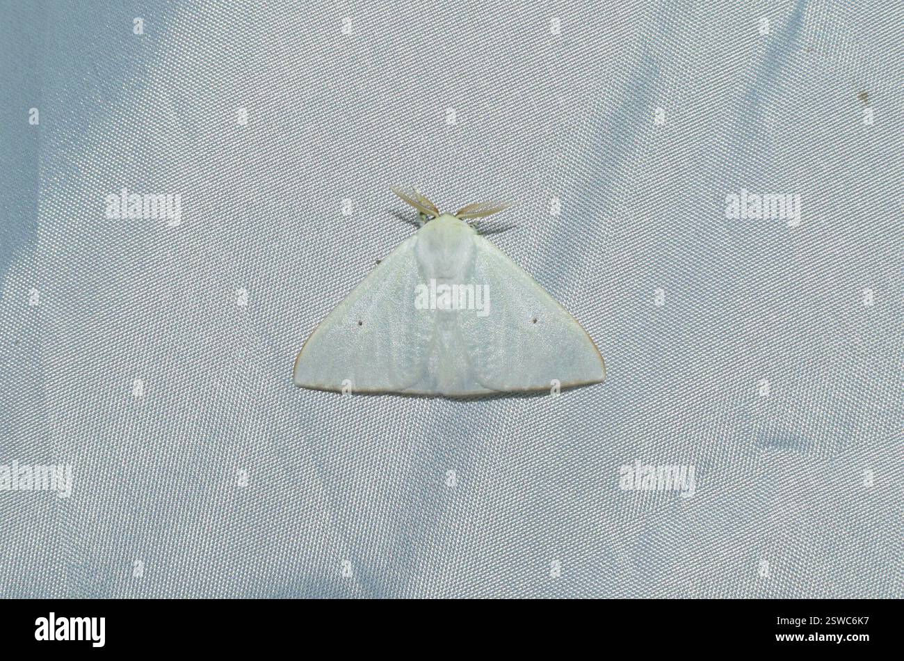(Arctornis), Insecta, 中国江西省上饶市婺源县 Stock Photo - Alamy