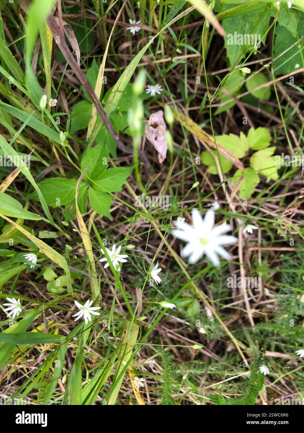 Lesser greenbelt hi-res stock photography and images - Alamy