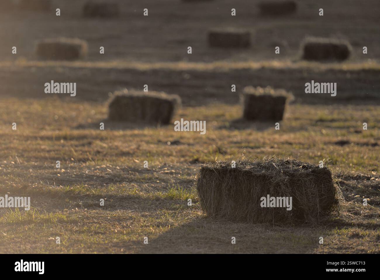 Hay bales dot a sun drenched field creating a tranquil rural scene ...