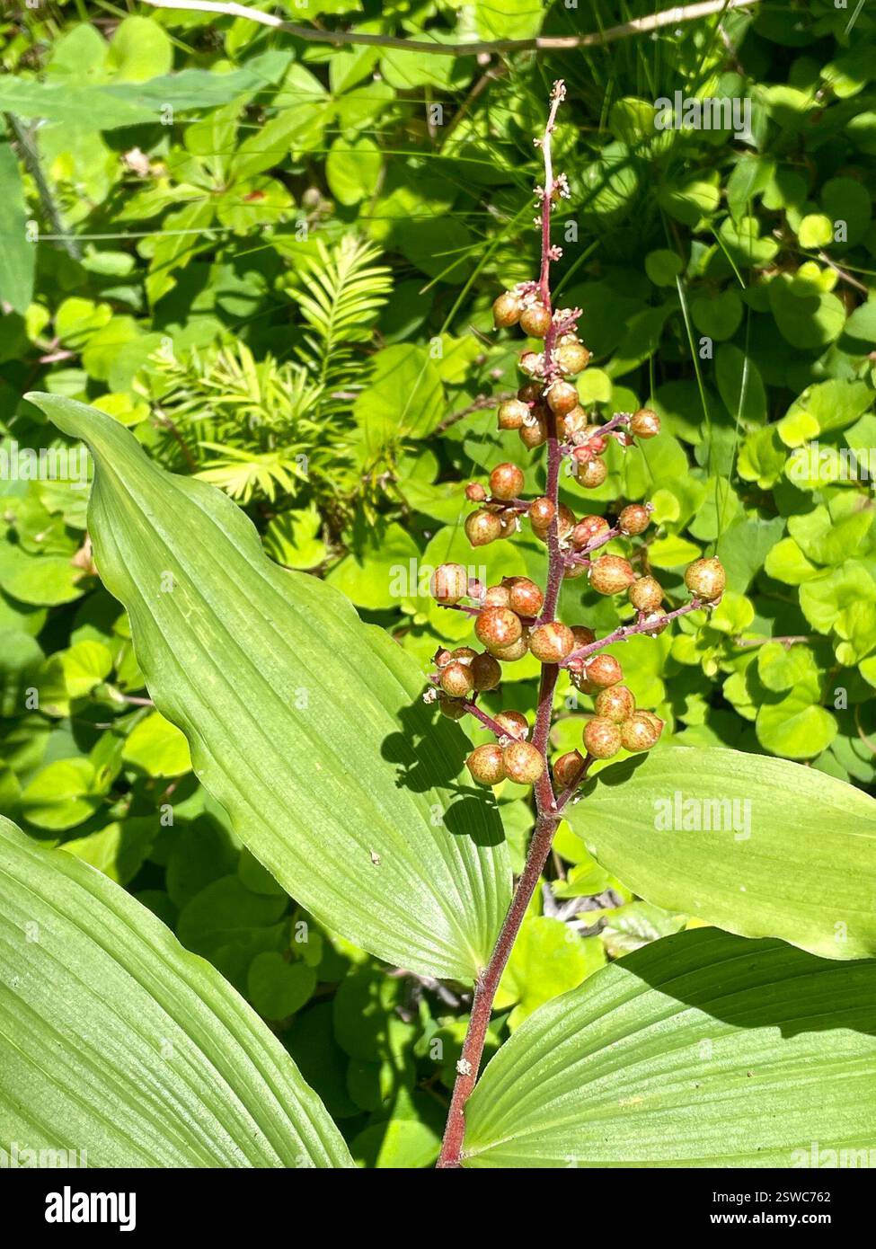 western Solomon's plume (Maianthemum racemosum amplexicaule), Plantae ...