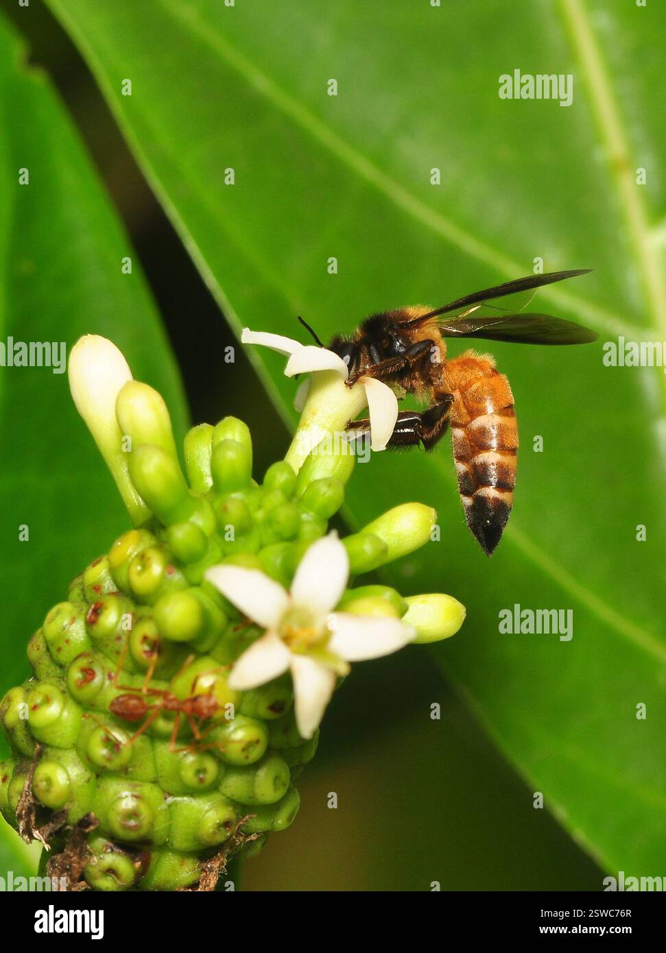 Giant Honey Bee (Apis dorsata), Insecta, Kakkulissery, Kerala, India ...