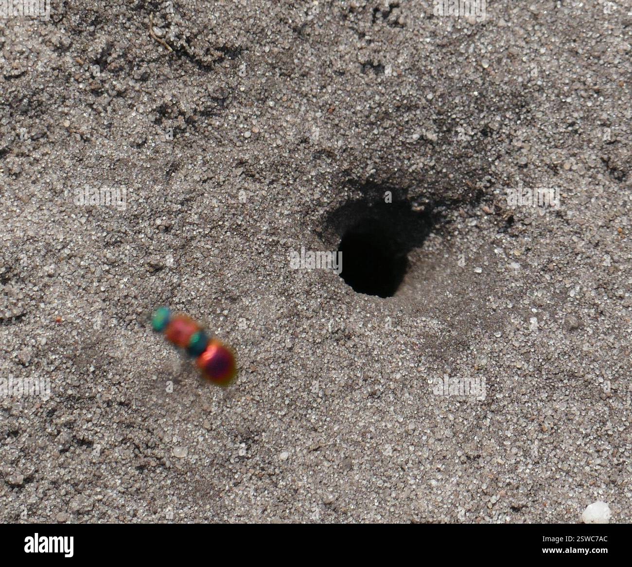 (Hedychrum), Insecta, Utrechtse Heuvelrug National Park, Leersum ...