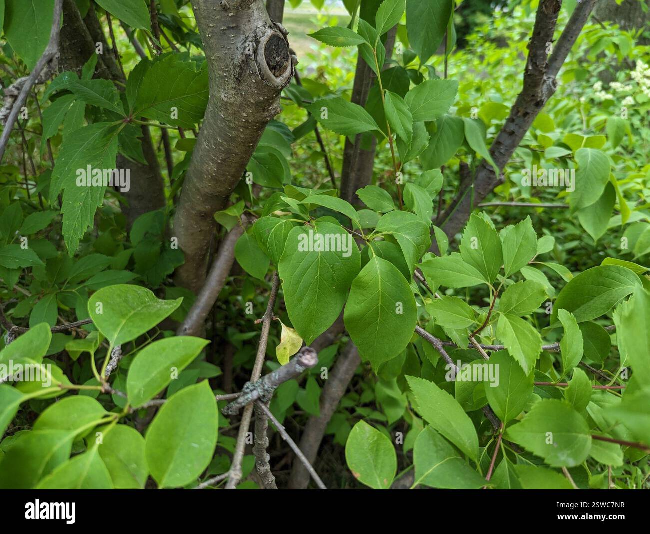 (Compsobata univitta), Insecta, Cascadilla @ Cayuga, Ithaca, NY 14850 ...