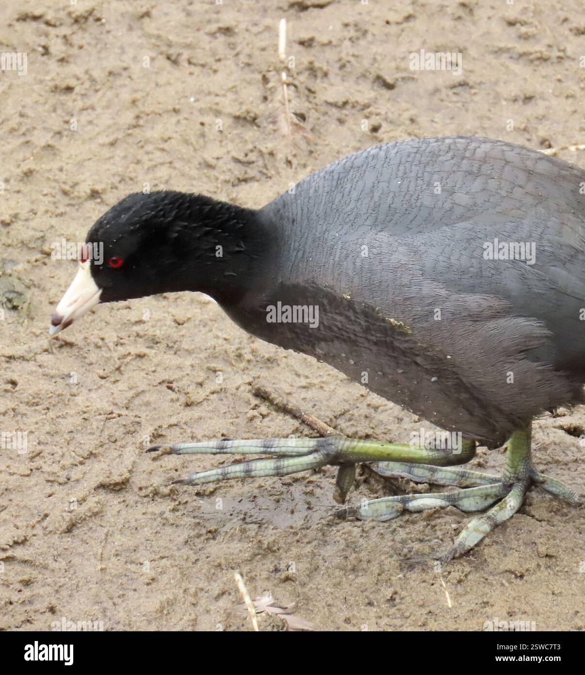 American Coot (Fulica americana), Aves, Canyon del Rey Blvd, Seaside ...