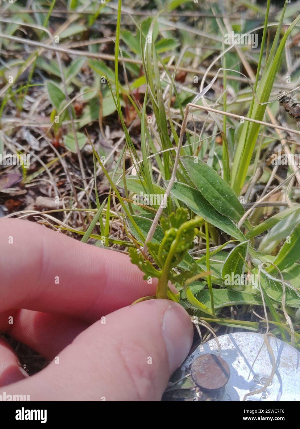 narrow triangle moonwort (Botrychium angustisegmentum), Plantae, Québec ...