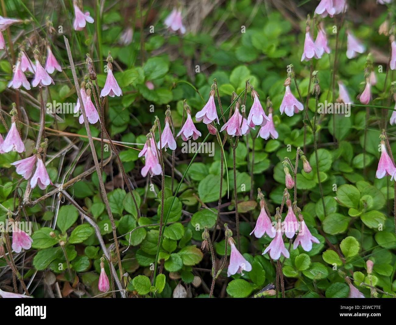 Twinflower (Linnaea borealis), Plantae, Westport, NS B0V, Canada Stock ...