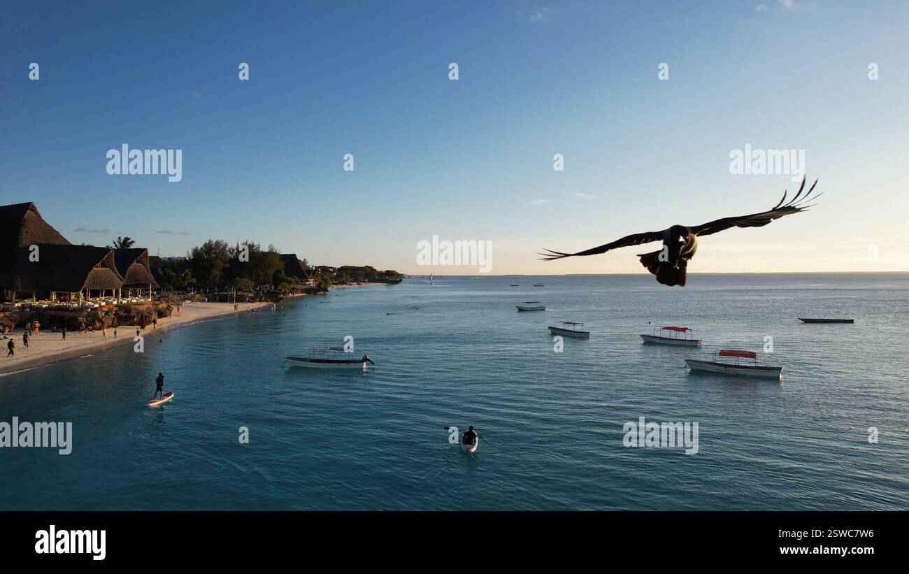 a bird is flying over a body of Ocean water Zanzibar Africa Tanzania ...