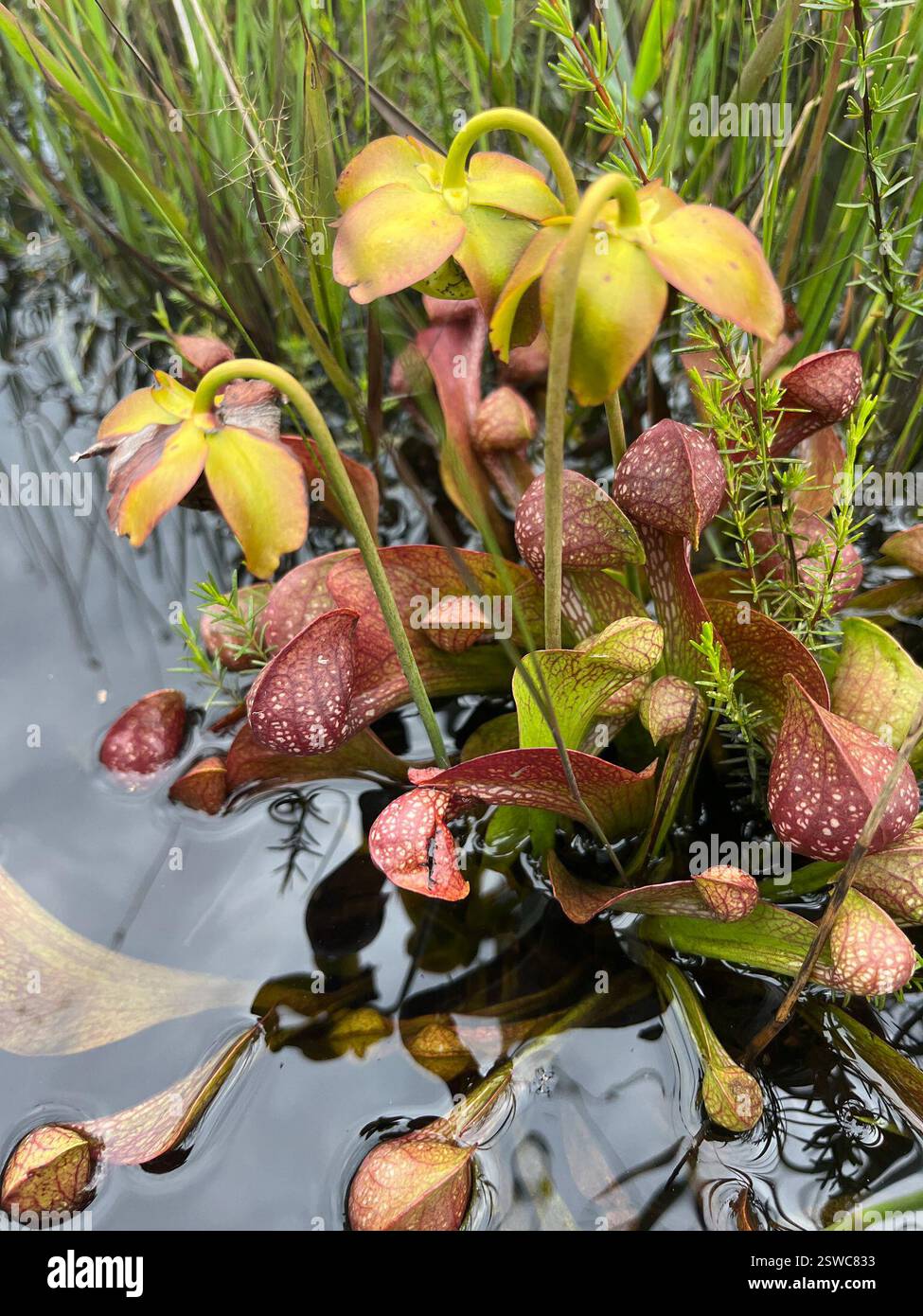 parrot pitcher plant (Sarracenia psittacina), Plantae, Florida, US ...