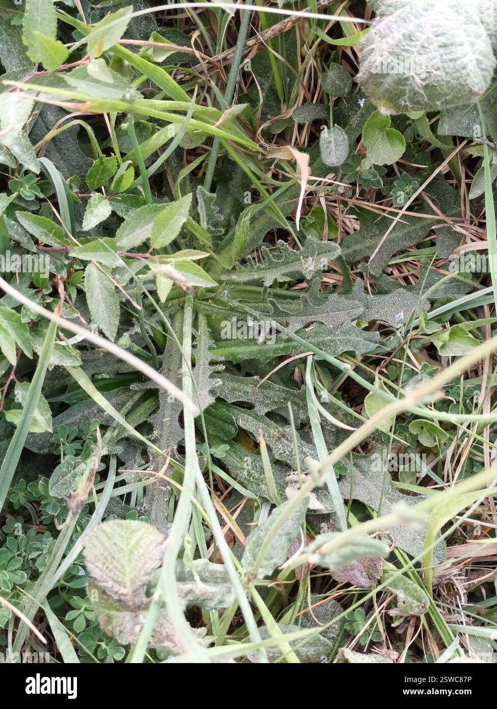 Common Cat's-ear (Hypochaeris radicata), Plantae, Cornwall, UK Stock ...