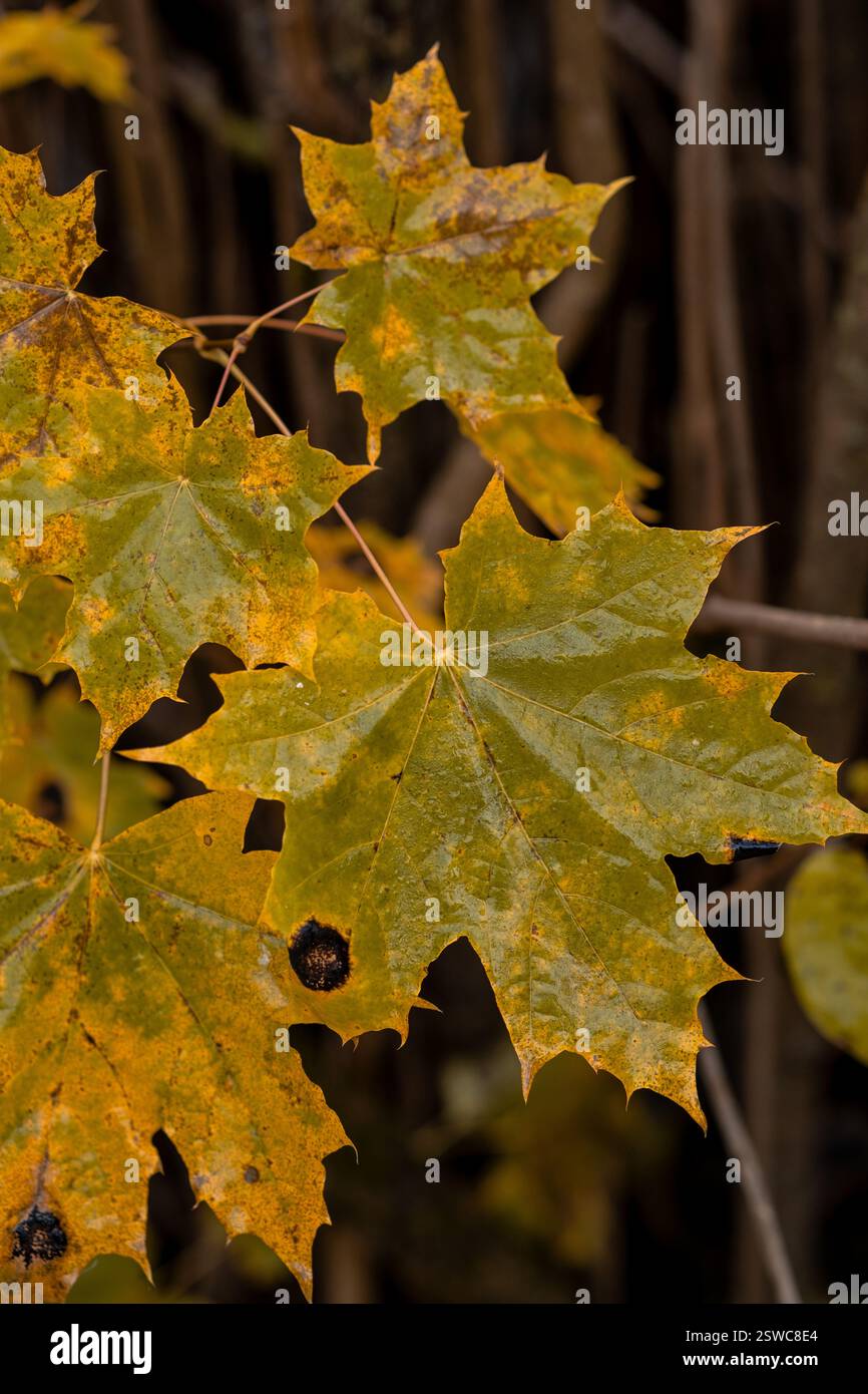 Colorful autumn maple leaves showcasing vibrant shades of yellow and green in a natural setting ...