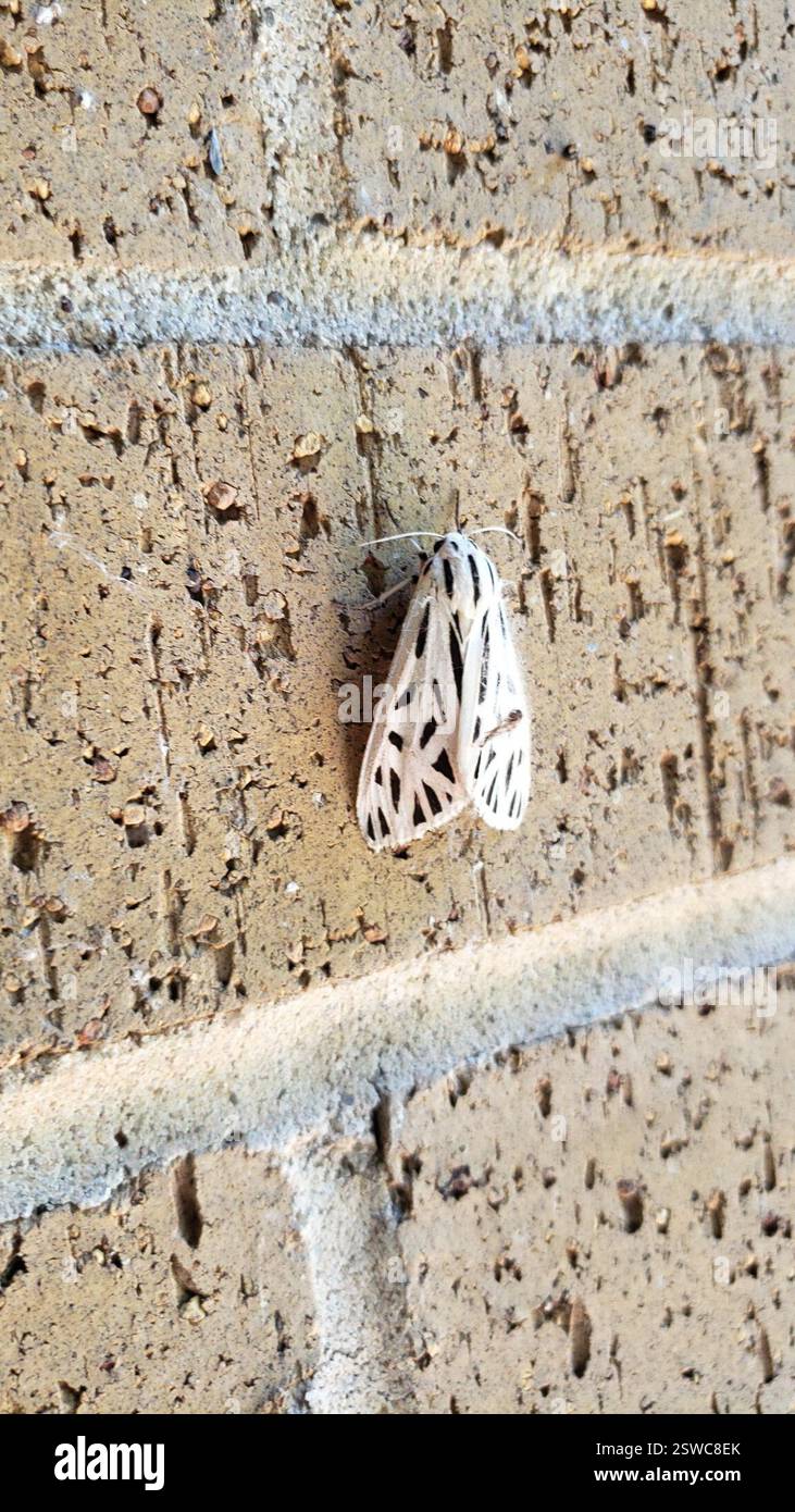 Arge Moth (Apantesis arge), Insecta, Martin Park Nature Center Stock ...
