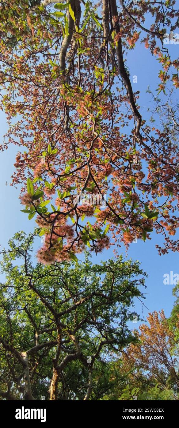 (Lasiocarpus ferrugineus), Plantae, 74386 Pue., México Stock Photo - Alamy