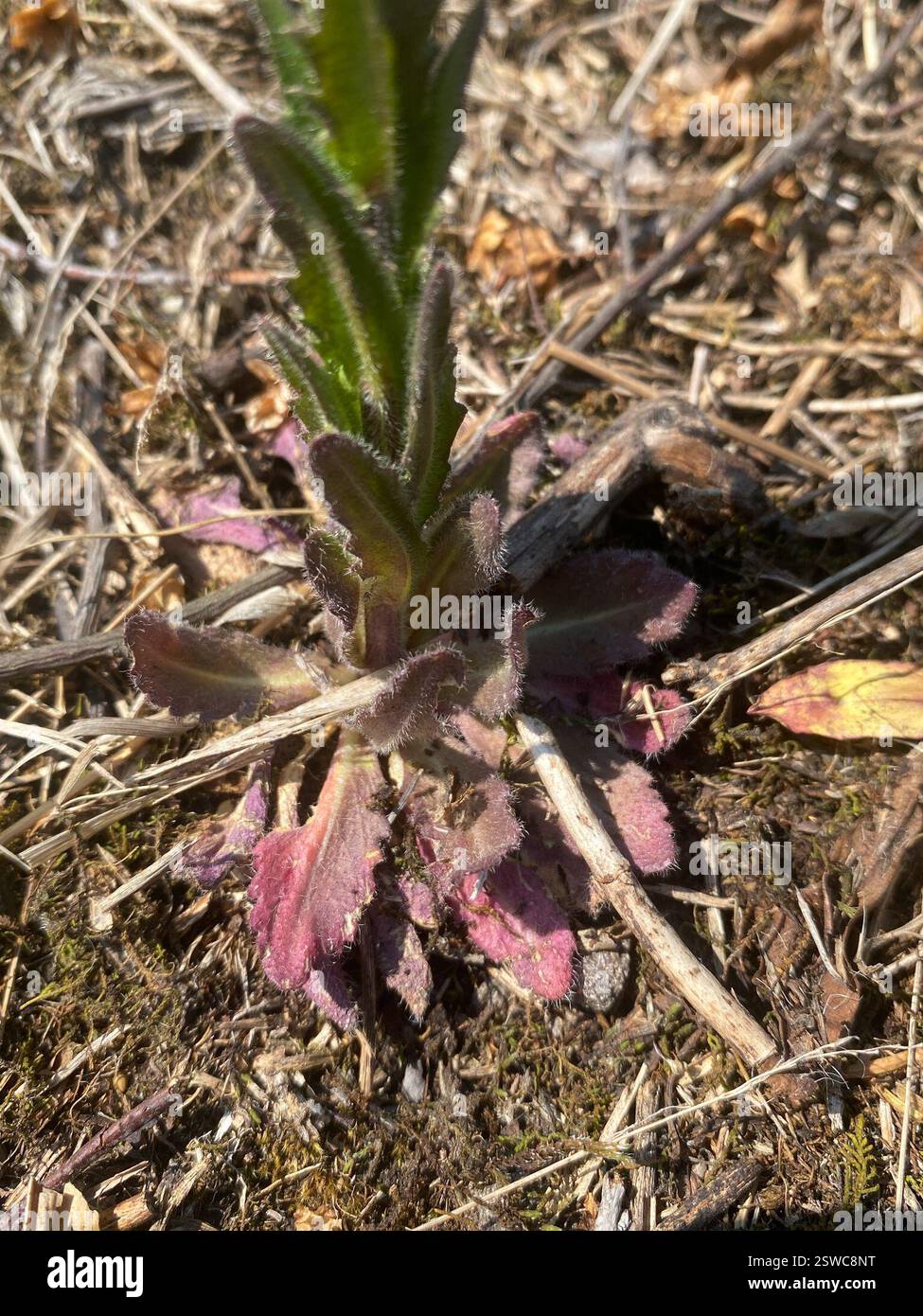 field peppergrass (Lepidium campestre), Plantae, Temperance River State ...