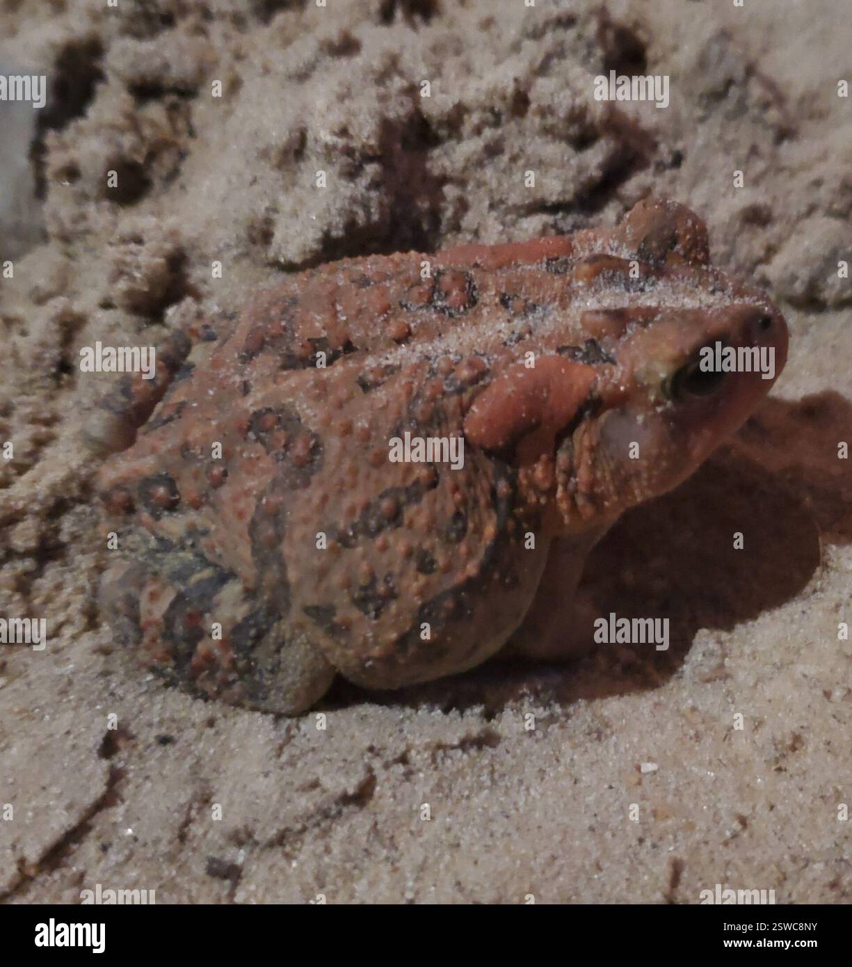 Southern Toad (Anaxyrus terrestris), Amphibia, Okaloosa Island, FL, USA ...