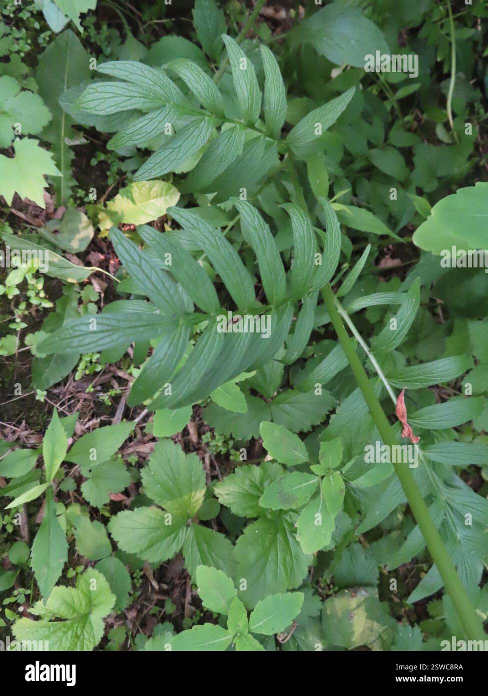 common valerian (Valeriana officinalis), Plantae, Nashotah, WI, USA ...