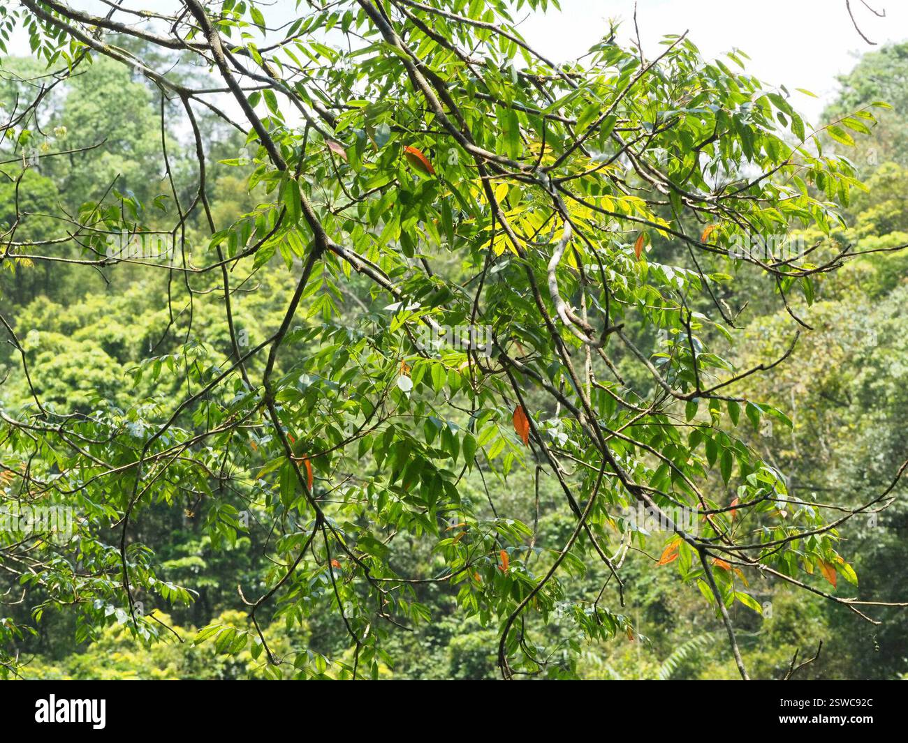 Japanese wax tree (Toxicodendron succedaneum), Plantae, 台灣新北市 Stock ...