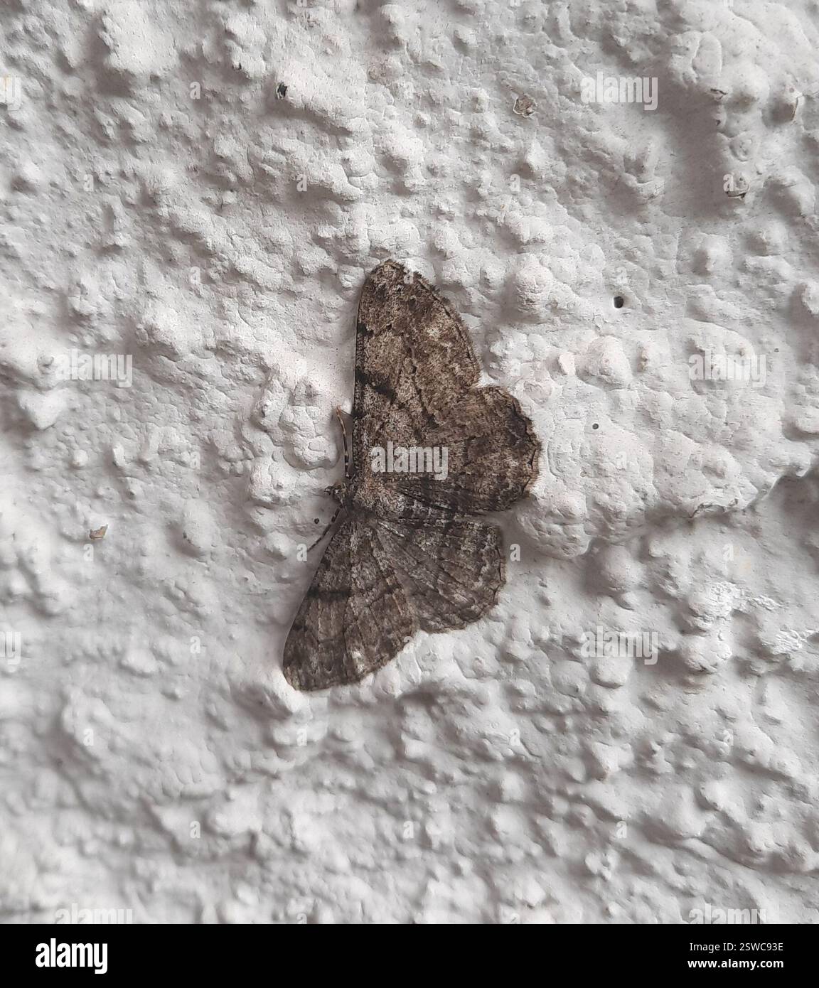Willow Beauty (Peribatodes rhomboidaria), Insecta, Brescia, Lombardia ...