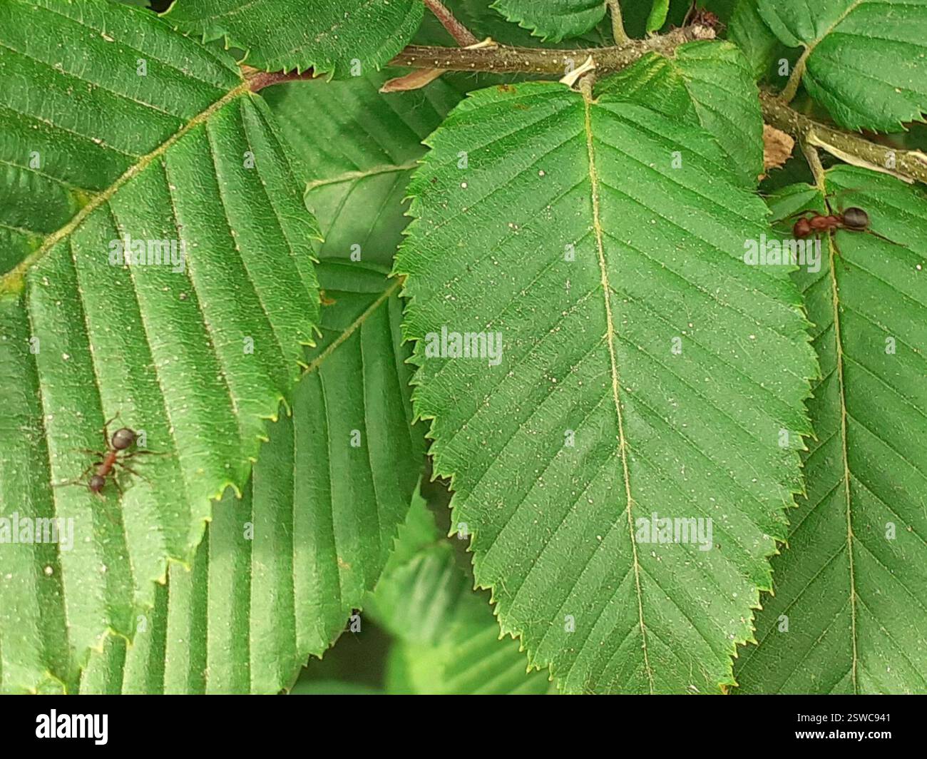 (Formica truncorum), Insecta, 31-518 Kraków, Polska, Many ants all over ...