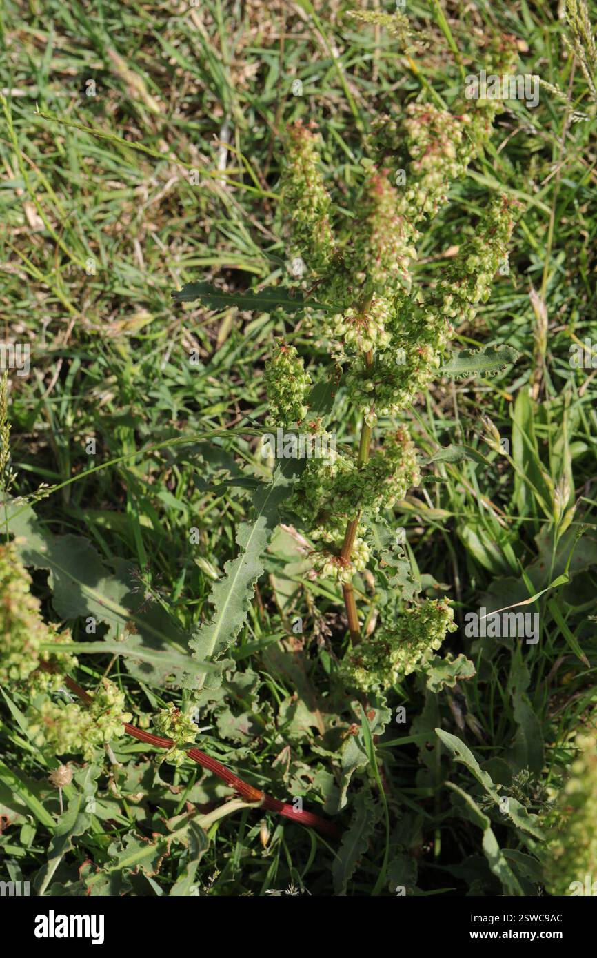 curled dock (Rumex crispus), Plantae, Spike Island, Lower Church Street ...