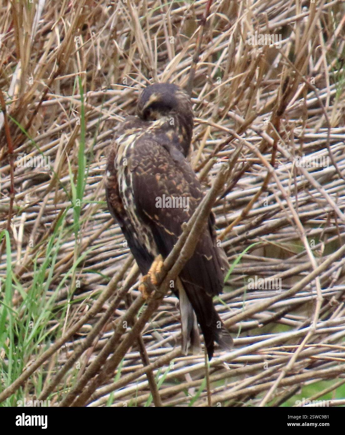 Snail Kite (Rostrhamus sociabilis), Aves, Gatun Lake, Panamá, PA, Snail ...
